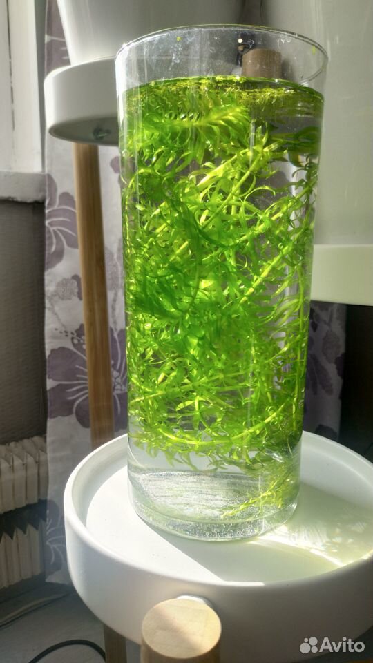 Элодея и ряска