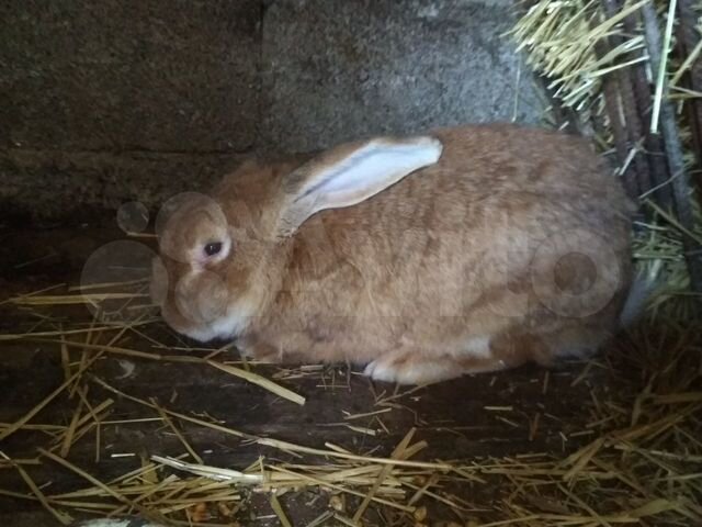 Кролик на потомство