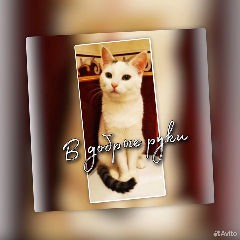Марта в поисках дома