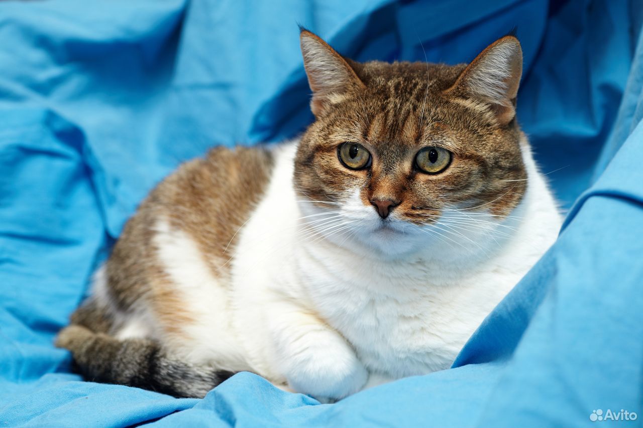 Кошечка 8 лет