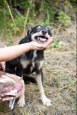 Ищет дом не большая Собачка Кнопа