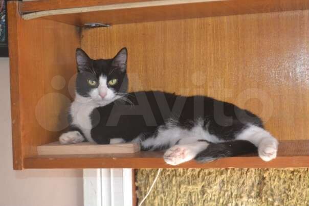 Кошечка Лизавета в добрые руки