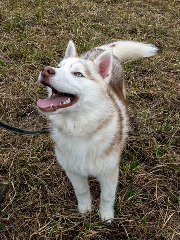 Палево-белый голубоглазый кобель РКФ