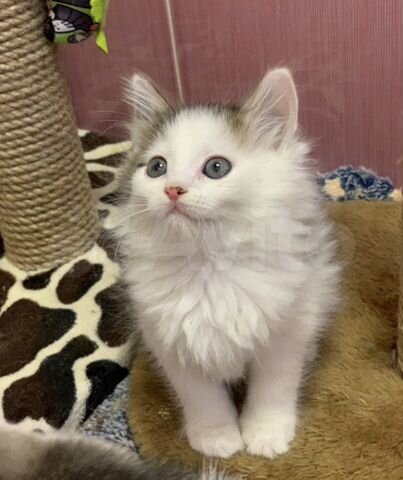 Крошки милые котята 1,5 месяца в добрые руки