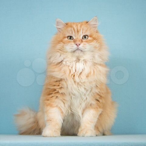 Шесть килограмм нежности - рыжий пушисты кот Чивас