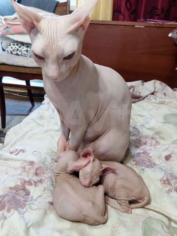 Сфинксики котята