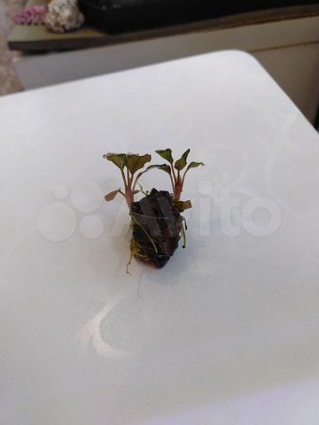 Буцефаландры