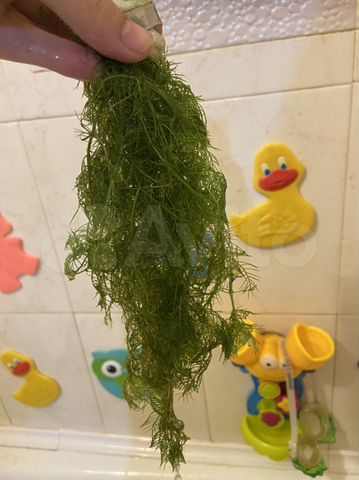 Отдам сомиков и обменяю растения на гуппи