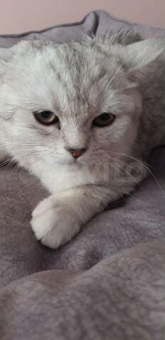 Котенок скотиш страйт