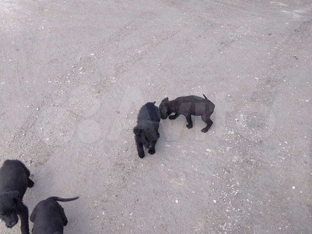 Раздам щенков