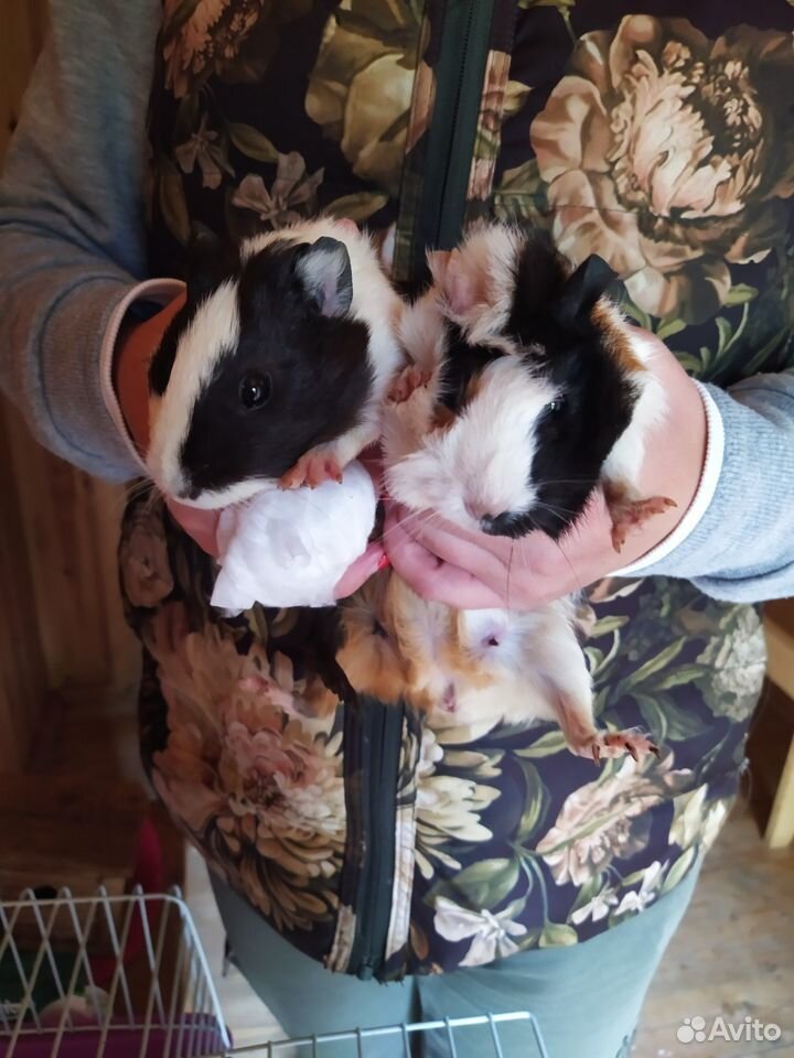 Морская свинка