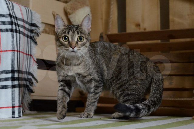 Отдам стерилизованную кошечку