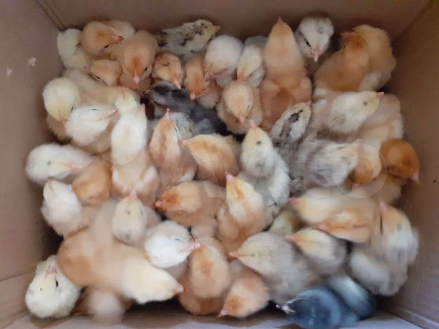 Цветной бролер